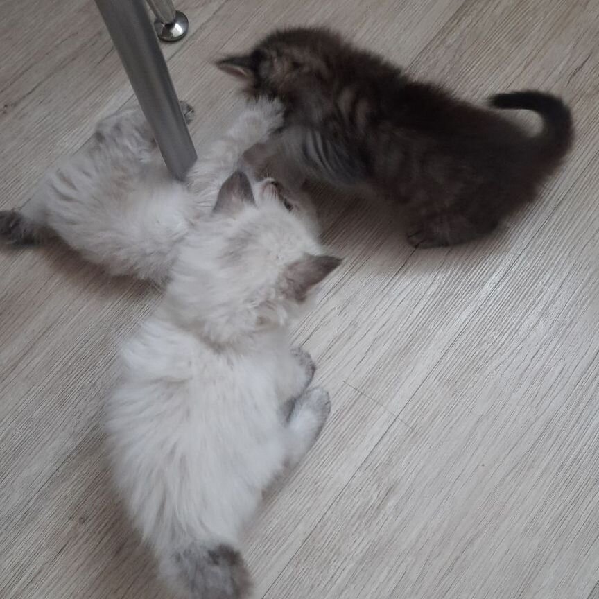 Котята