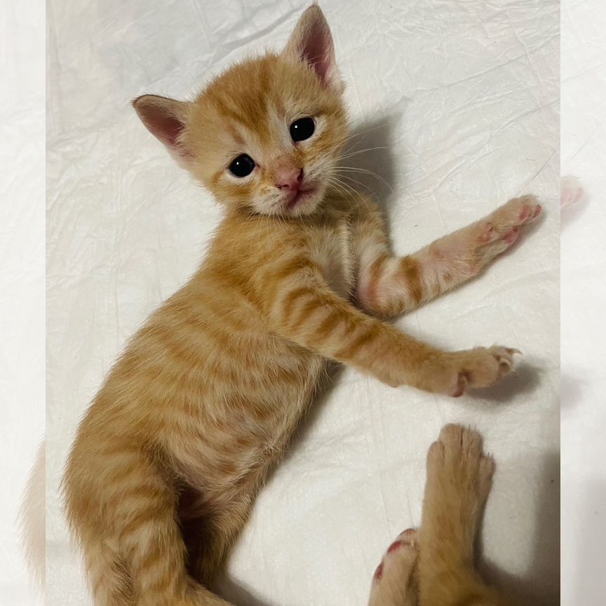 Котёнок в добрые руки