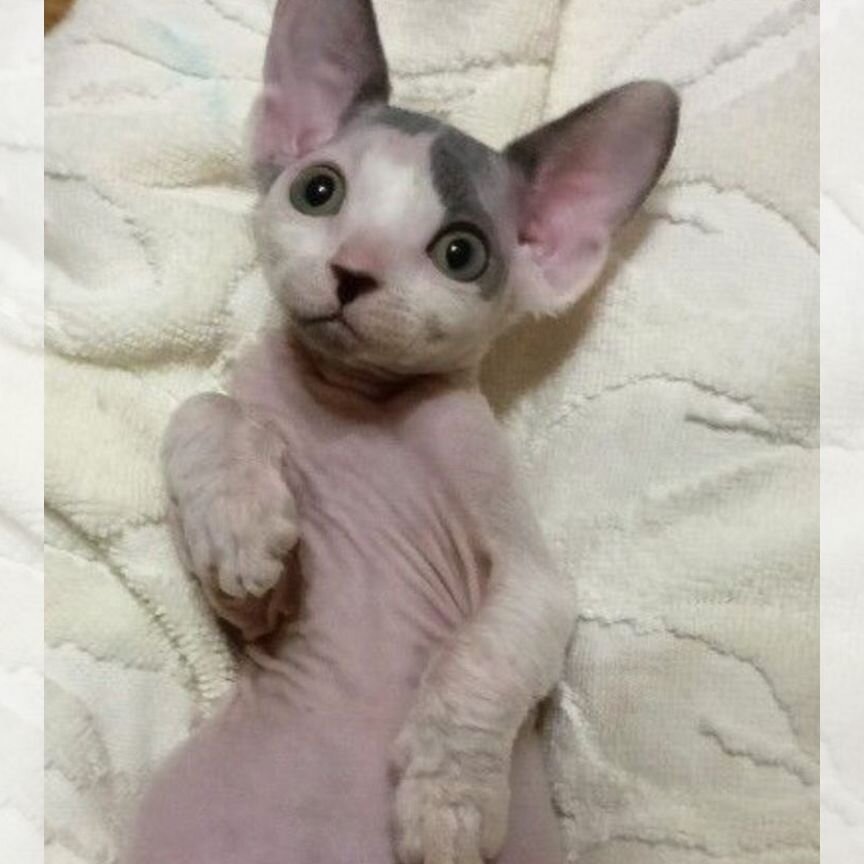 Продам котенка сфинкс. Девочка