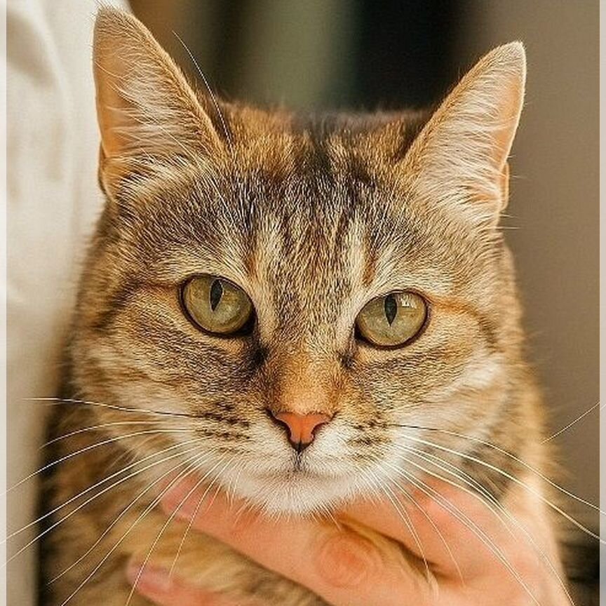 Европейская короткошёрстная, взрослая кошка