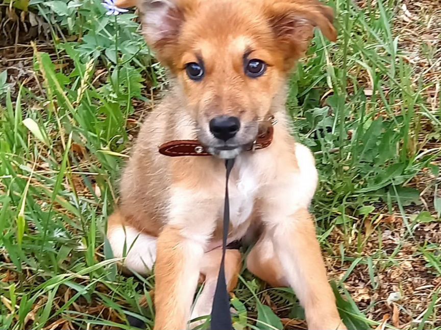 Собака в добрые руки