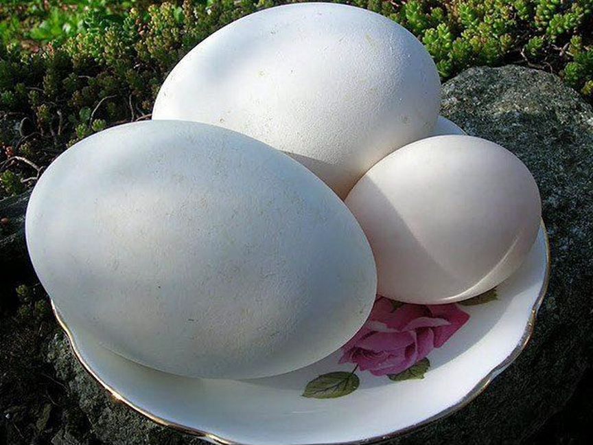 Яйцо гусиное