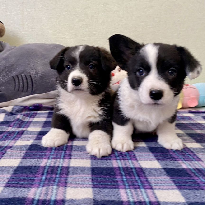 Вельшкорги кардиган