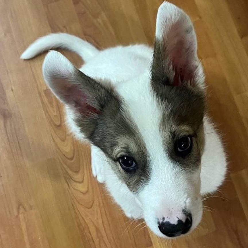 Щенок в добрые руки