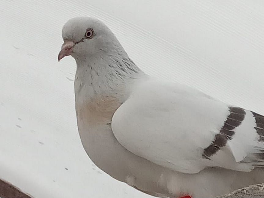Голуби породистые