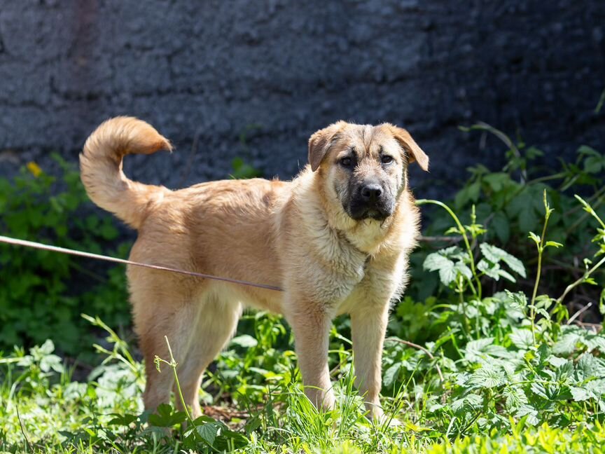 Собака в добрые руки