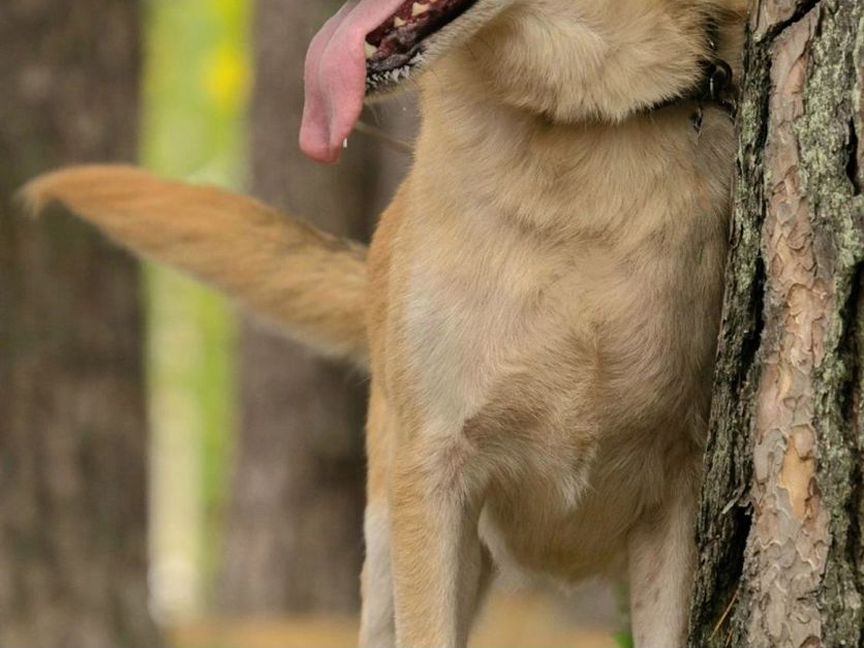 Собака в приюте