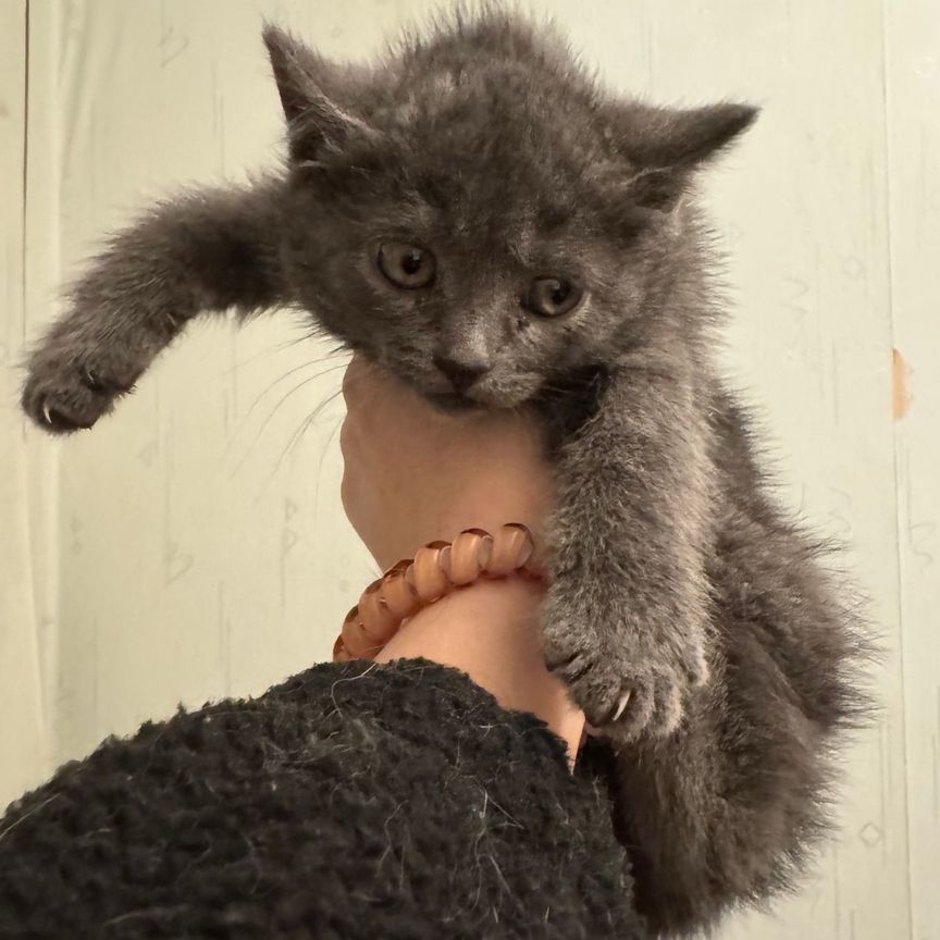 Выброшенная девочка, серая котенок 1 месяц