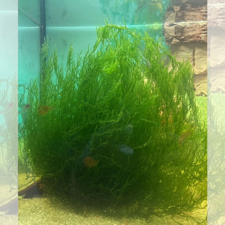 Яванский мох для аквариума