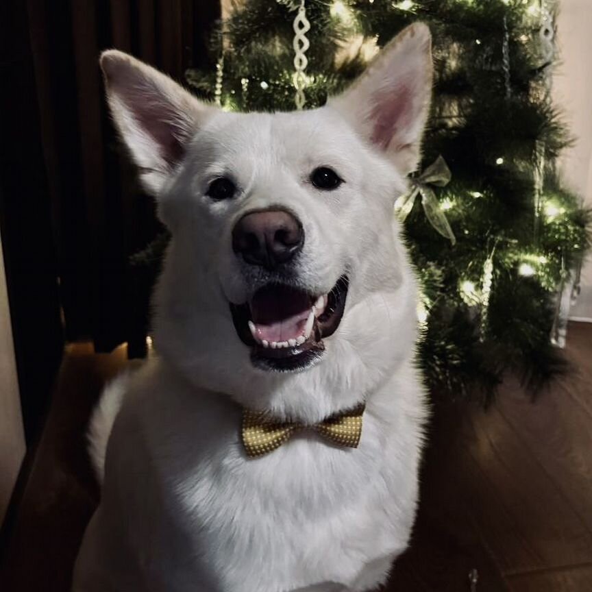 Лайка, взрослый пёс