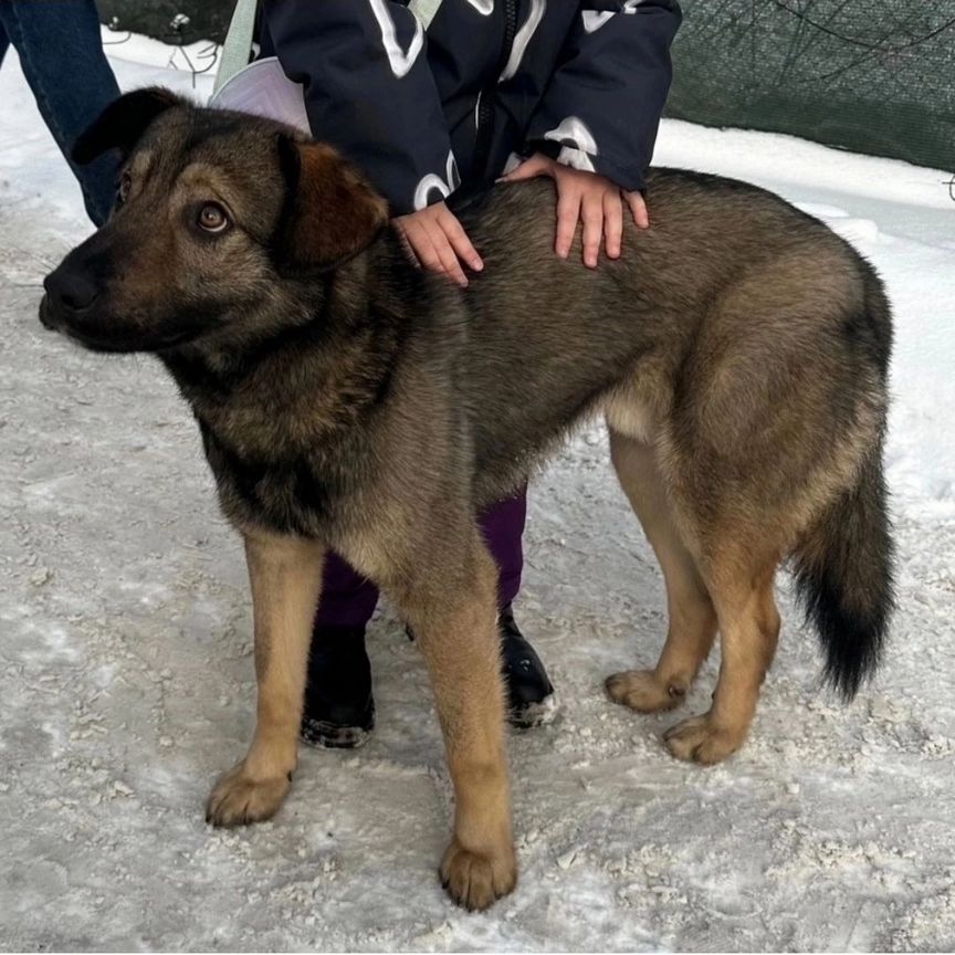 Собака в добрые руки