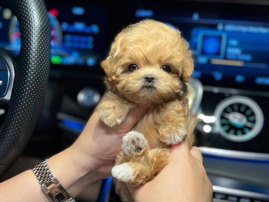 Мальтипу микро