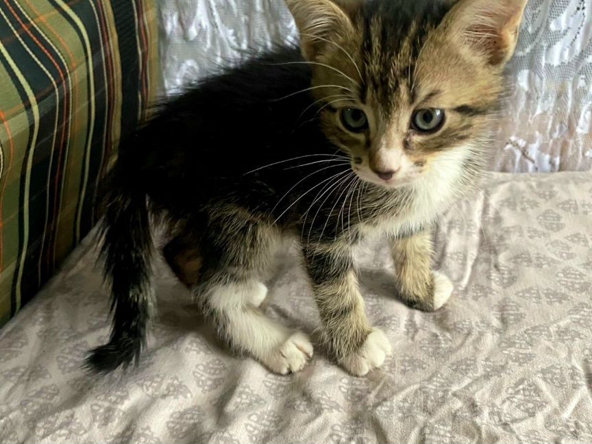 Котенок мальчик