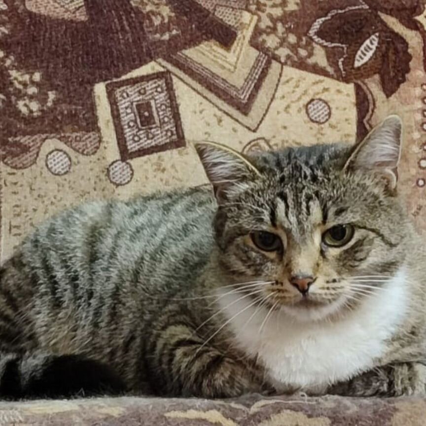 Кошка