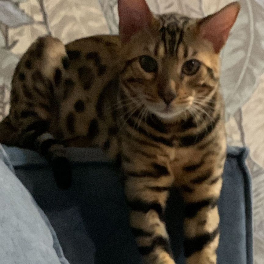 Бенгал кот вязка