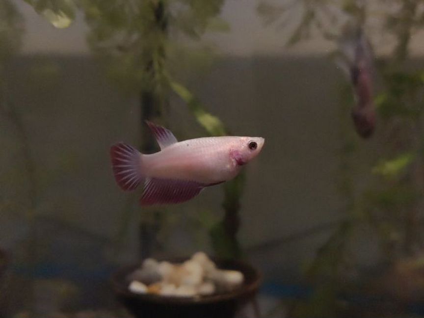 Рыбка петушок разные