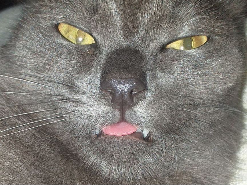 Русская голубая кошка