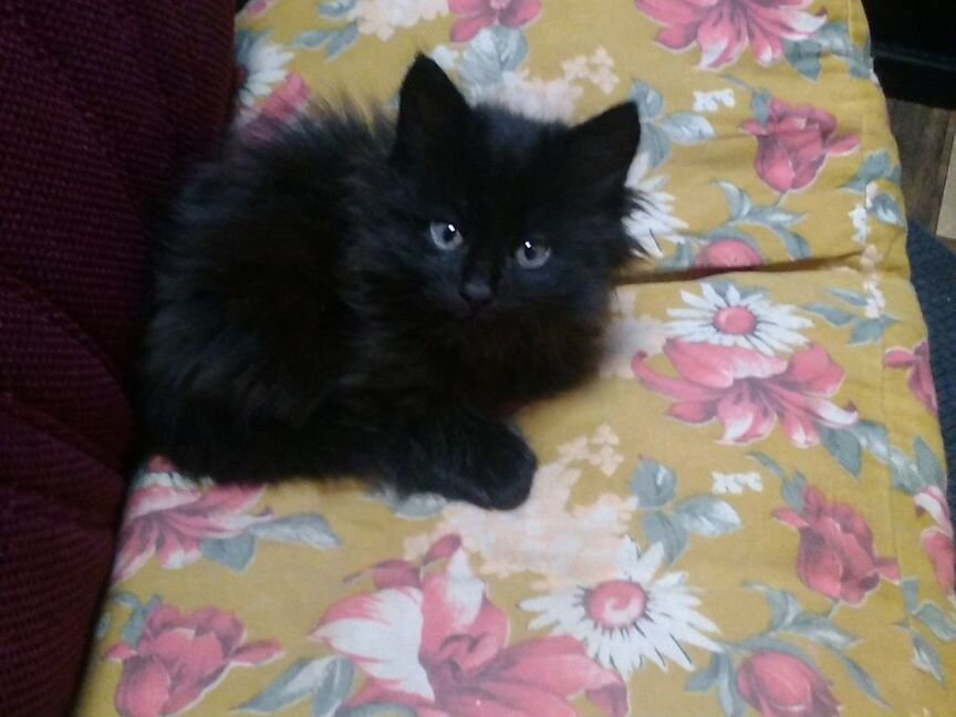 Отдам котят в хорошие руки