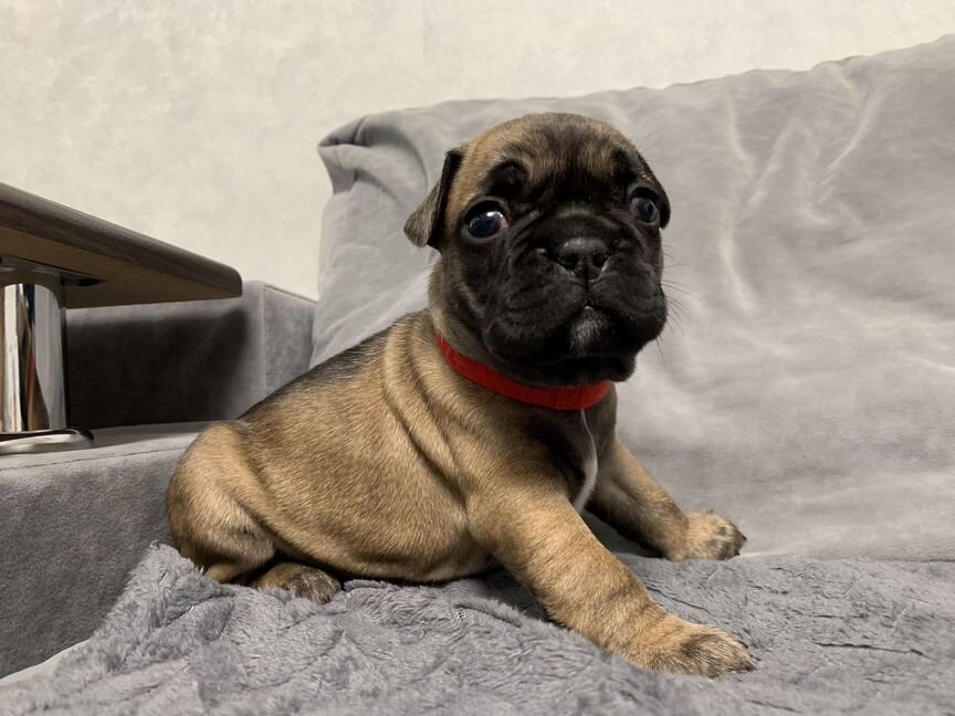 Щенки французского бульдога