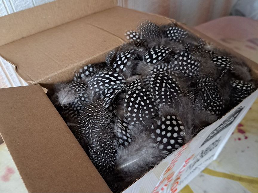 Перо цесарки