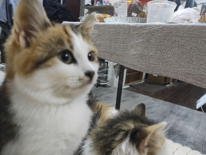 Кошечки в хорошие руки бесплатно