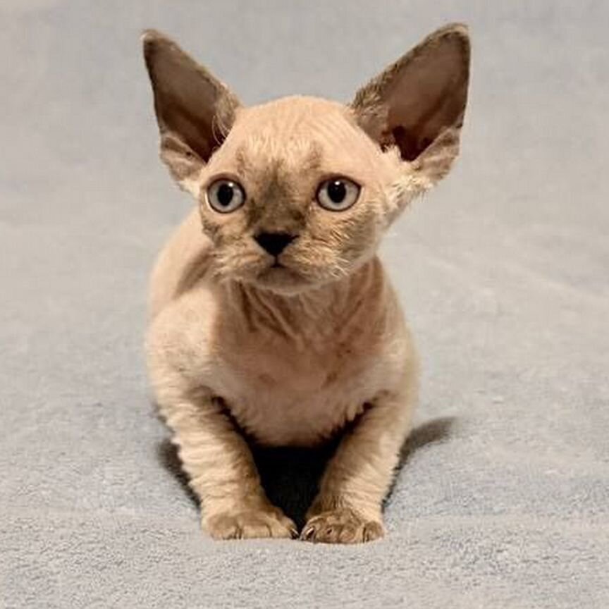 Девон-рекс котёнок