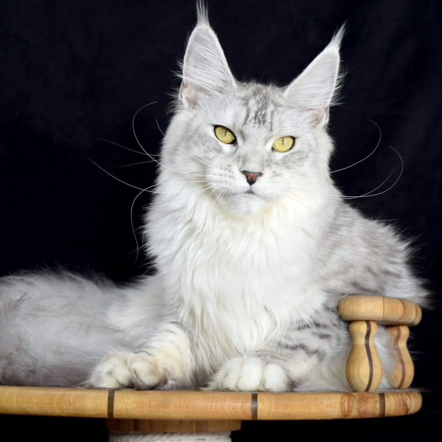 Серебряная девочка мейн кун