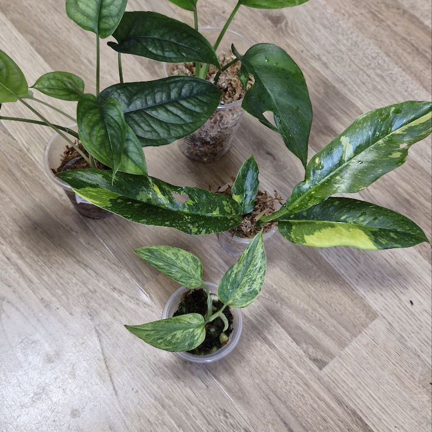 Набор ароидных 4шт