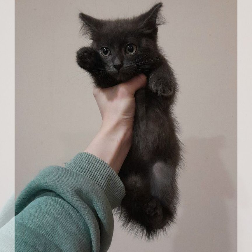 Серый котёнок в добрые руки