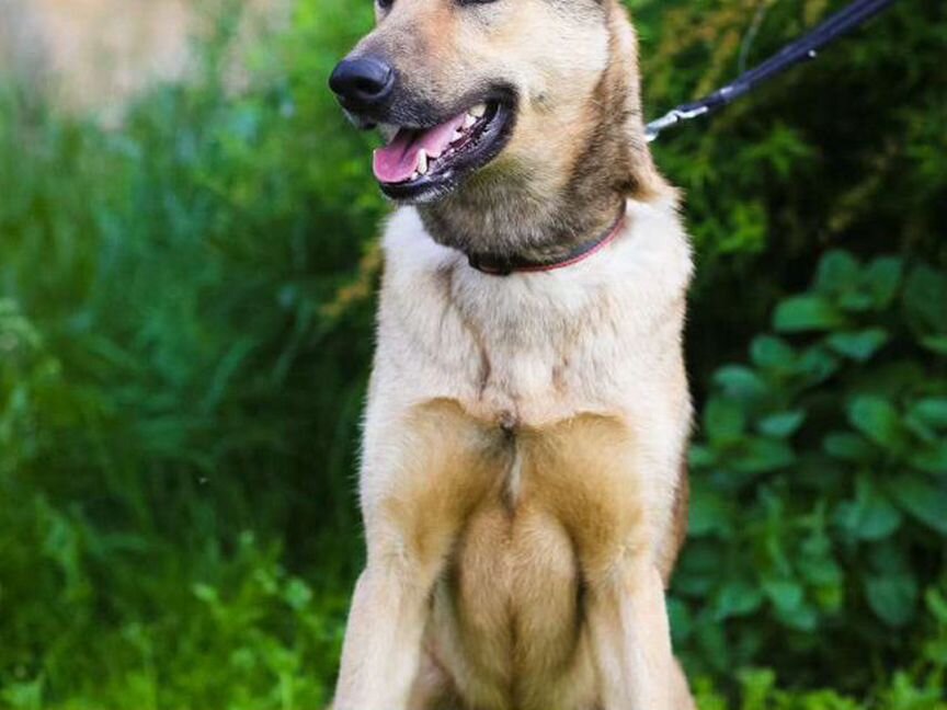 Умница Лиза ищет