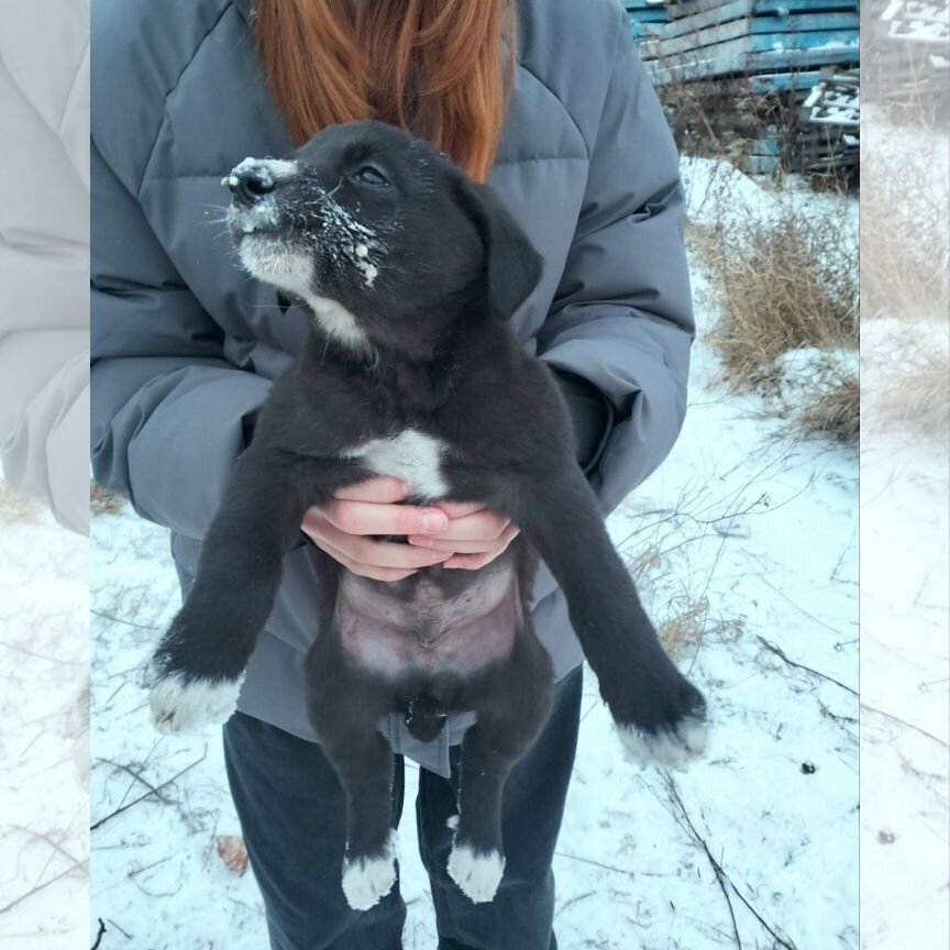 Щенок в добрые руки