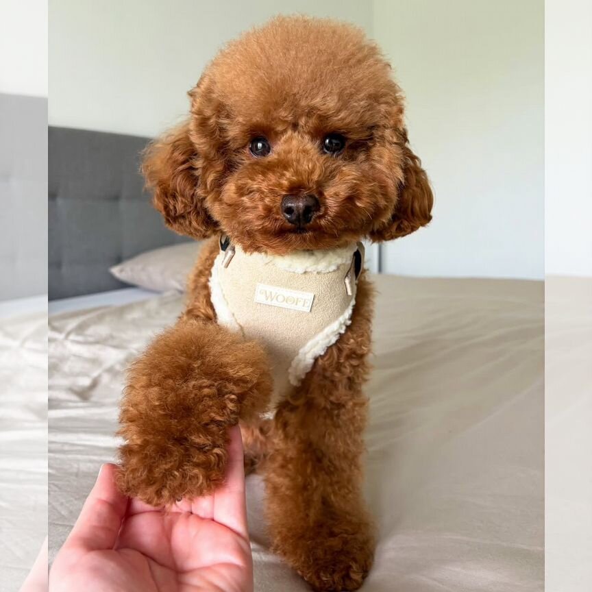 Той-пудель, щенок