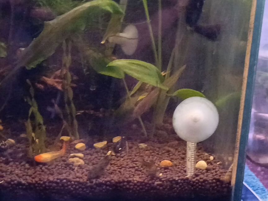 Рыбки молли