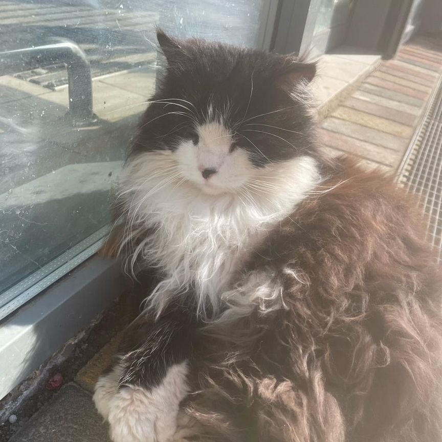 Котик в добрые руки