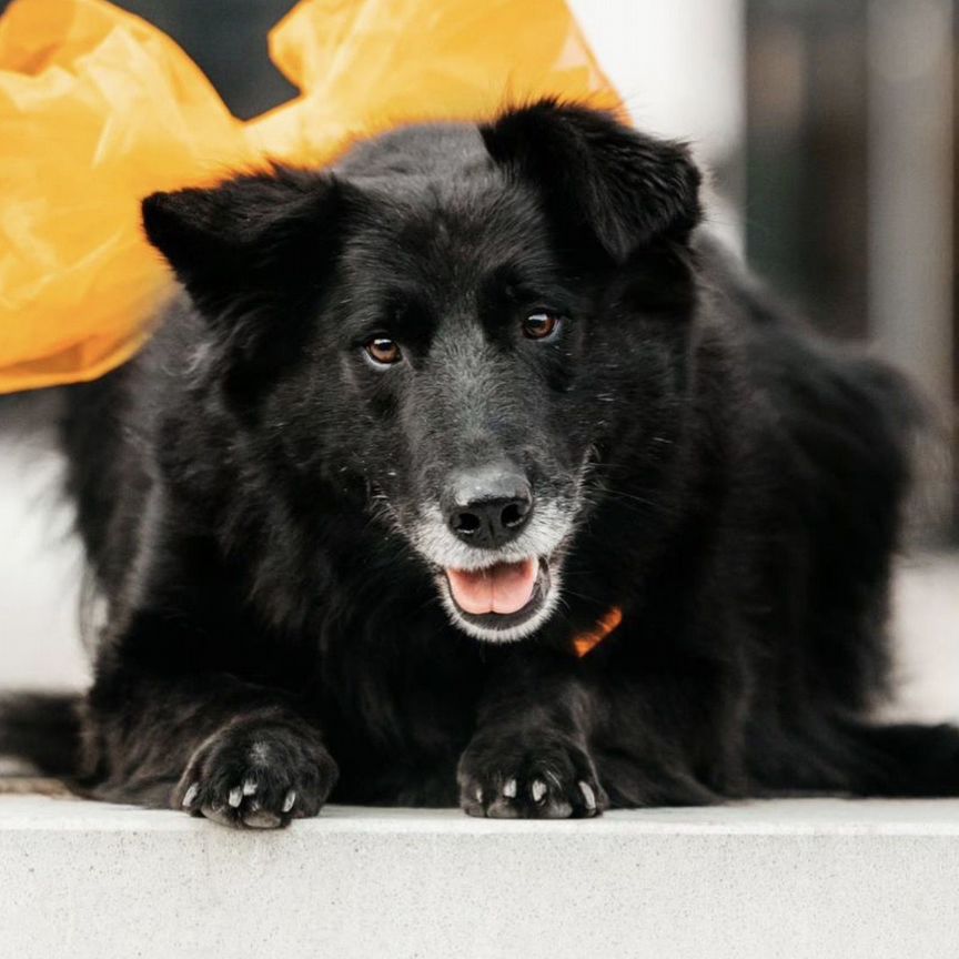 Взрослая собака в добрые руки