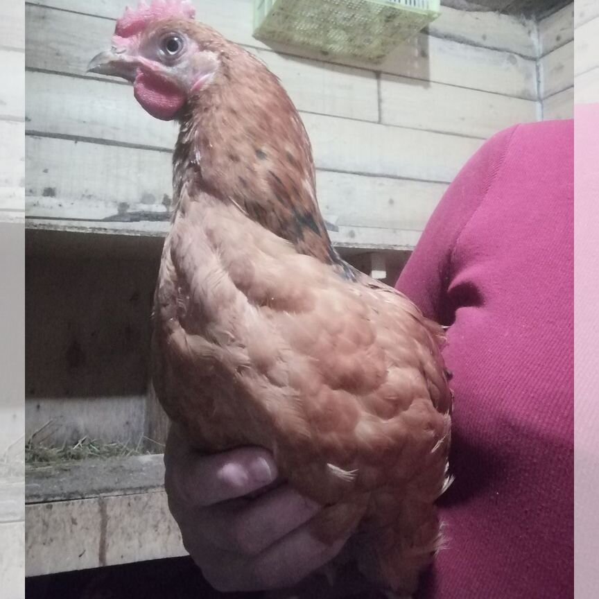 Петухи Кученский Юбилейный