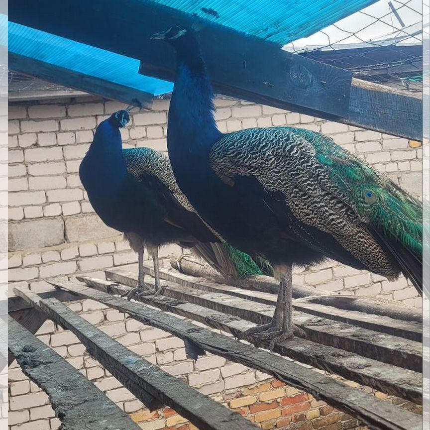 Павлины продажа
