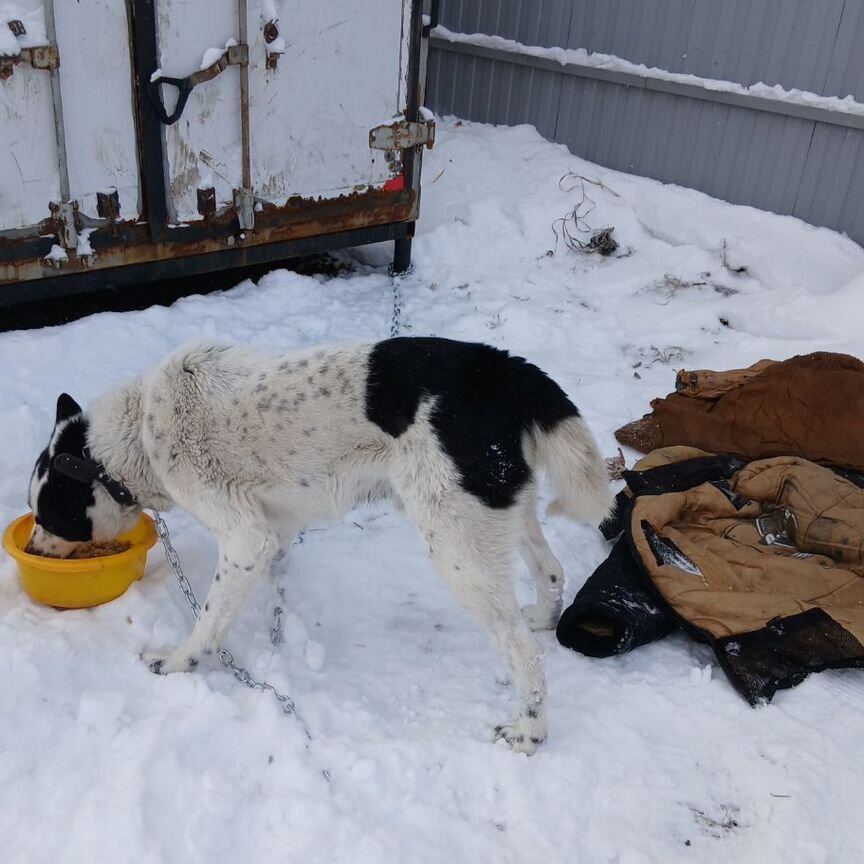 Лайка, взрослый пёс