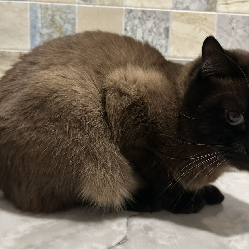 Сиамский, взрослый кот