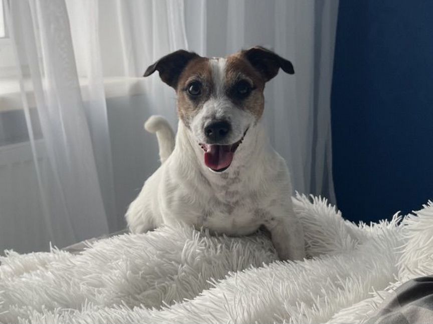 Джек рассел для вязки