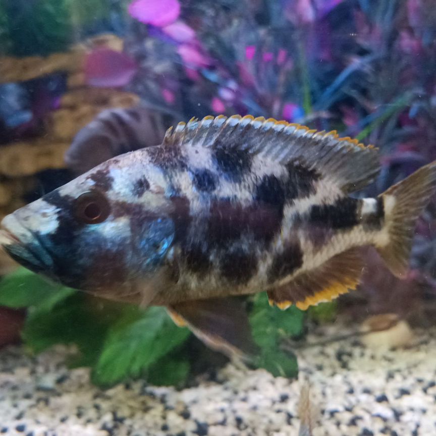 Взрослые цихлиды