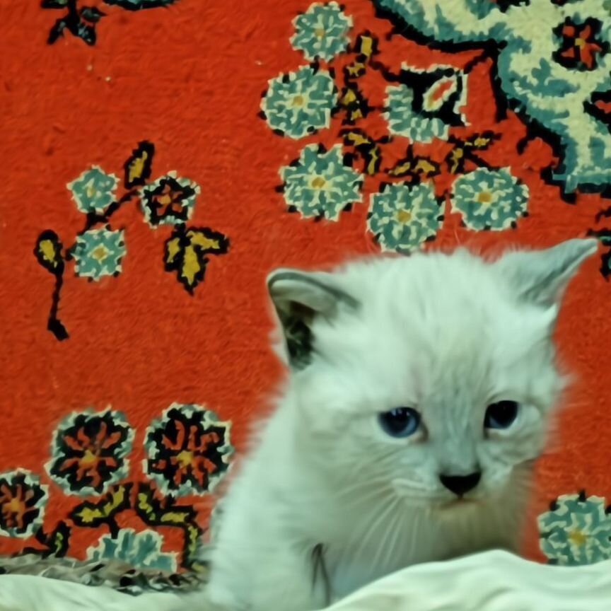 Котёнок в добрые руки