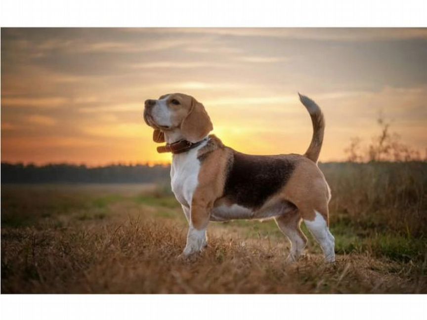 Собака в добрые руки отдам бесплатно