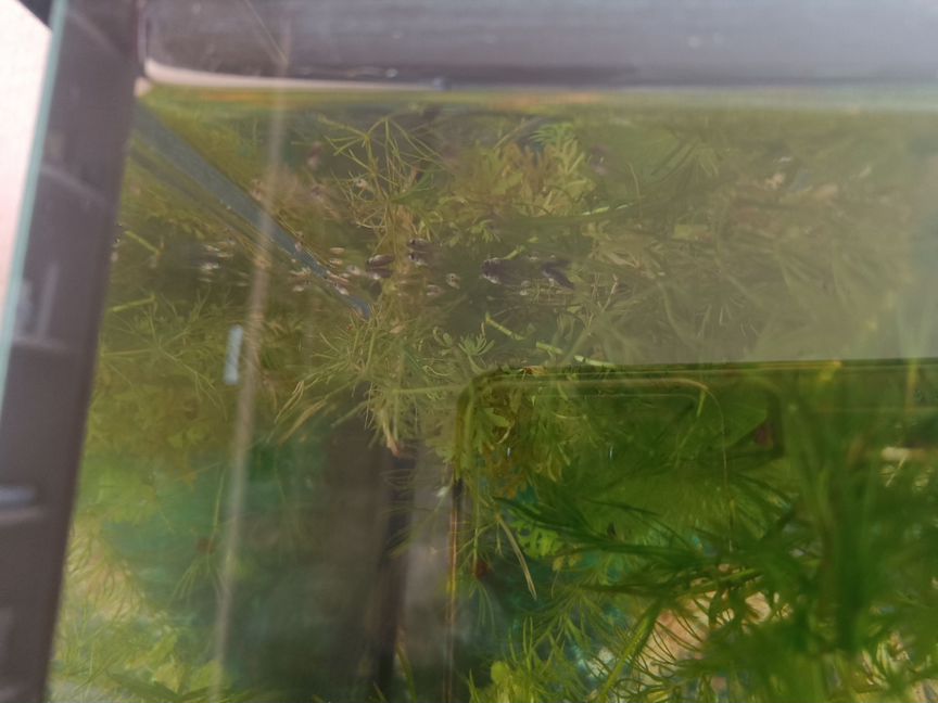 Мальки моллинезии балон