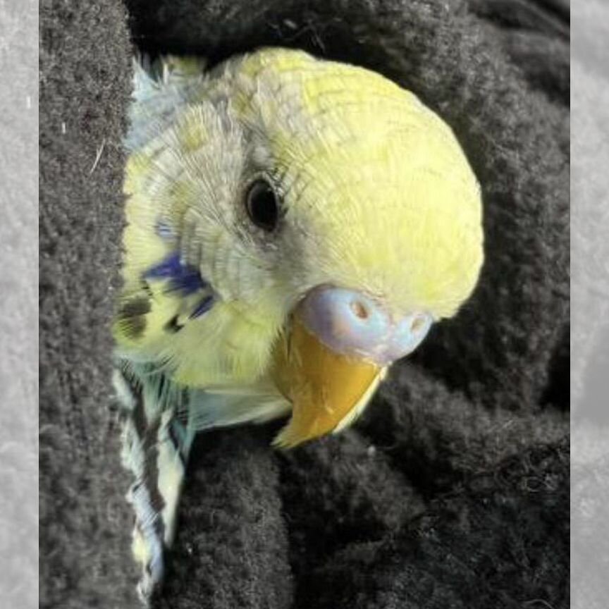 Волнистый попугай бесплатно