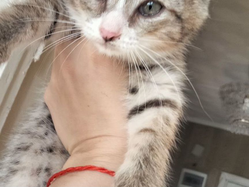 Котята 2.5 месяца