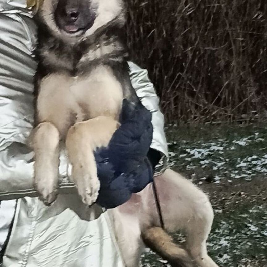 Нужны добрые руки