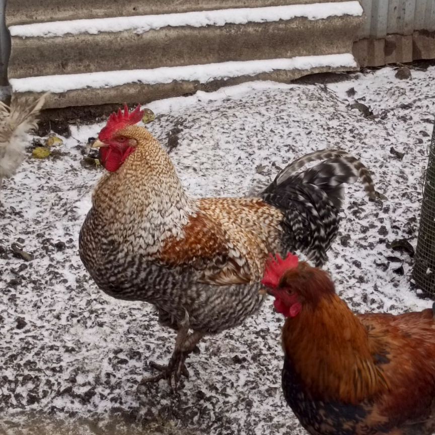 Петух белефельдер