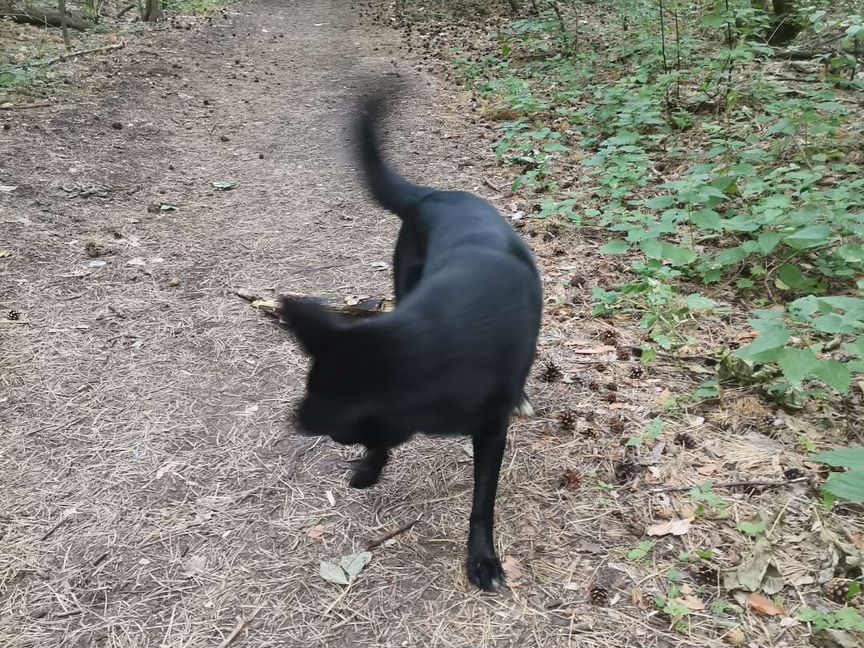 Собака в добрые руки отдам бесплатно