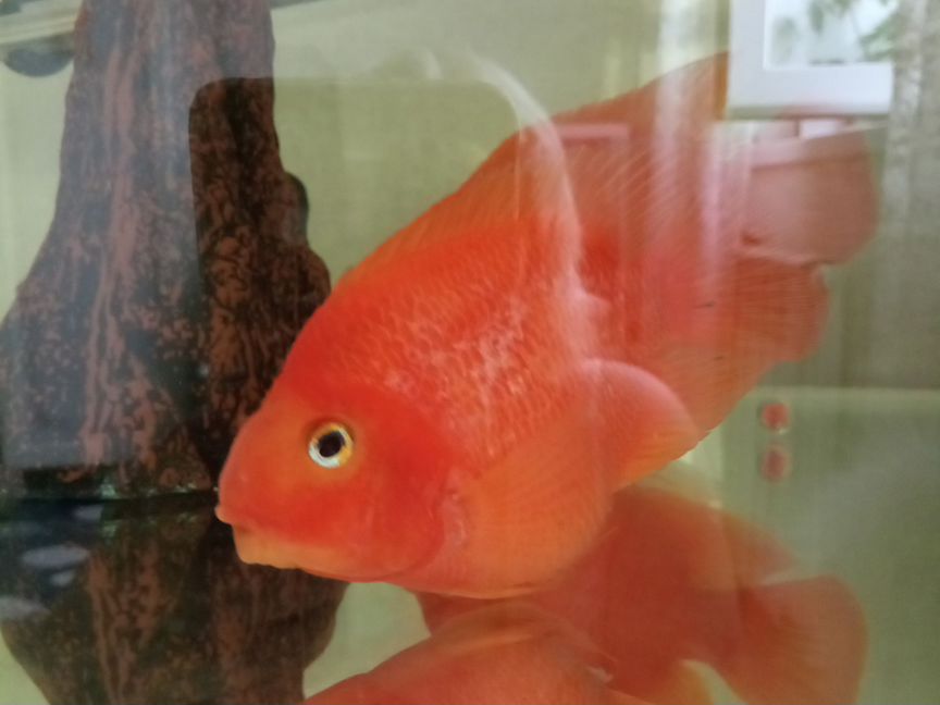 Аквариумная рыба попугай